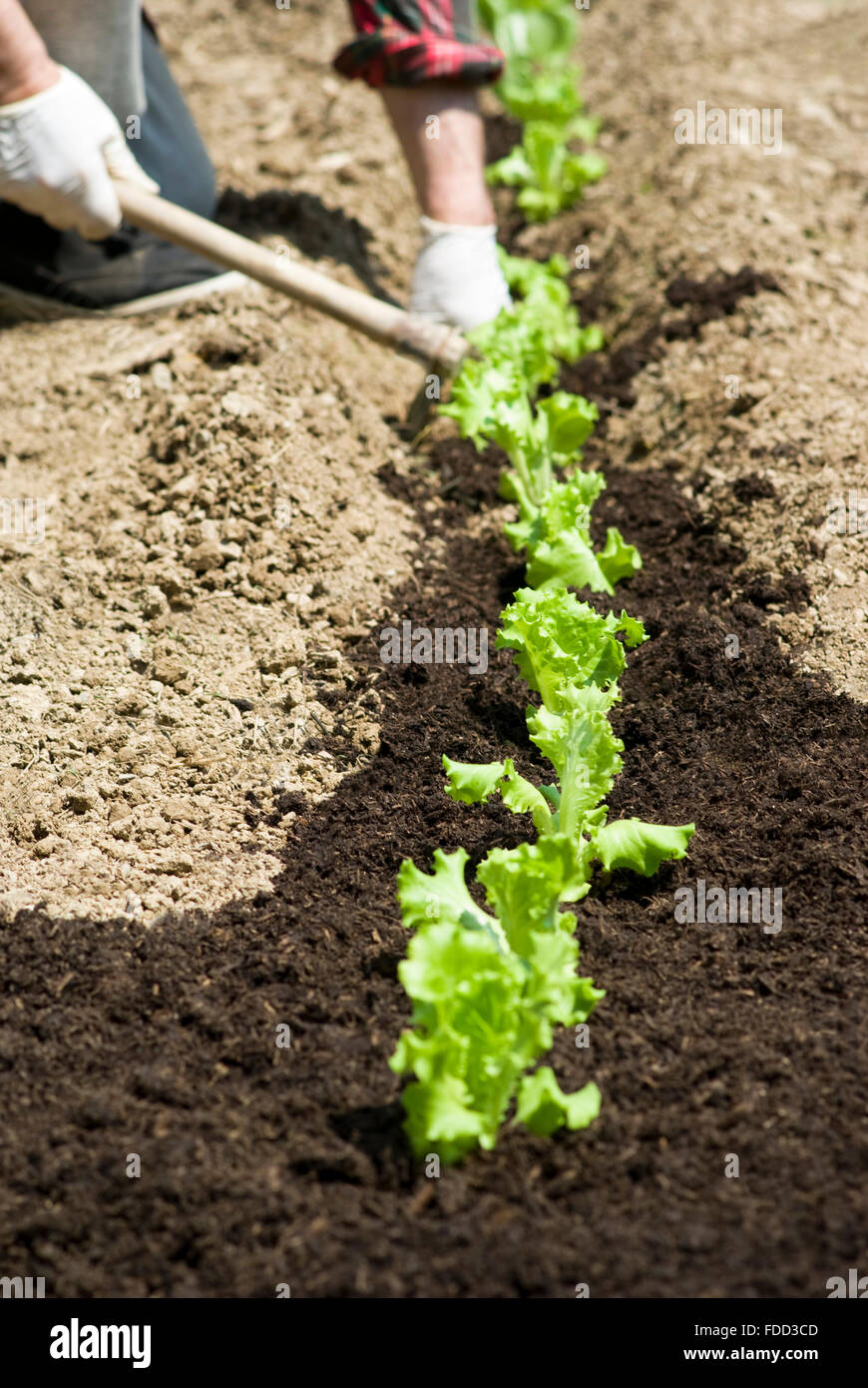 Planting vegetable garden Stock Photo - Alamy