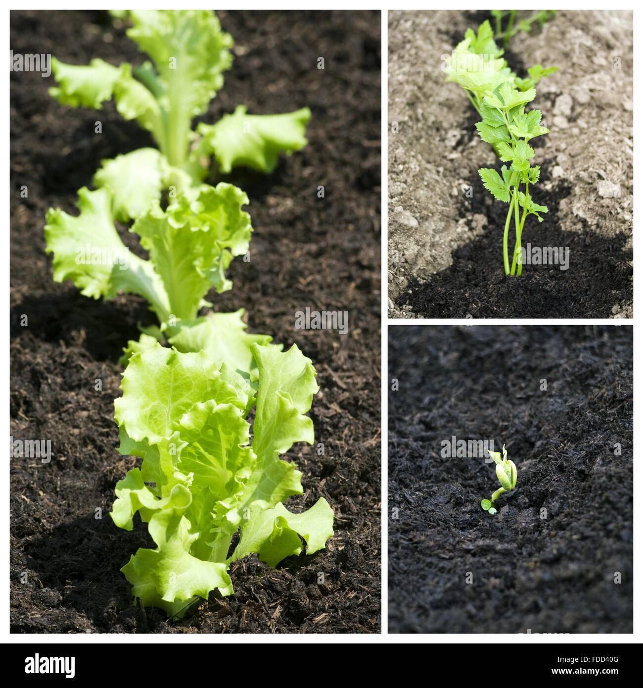 Planting vegetable garden Stock Photo - Alamy