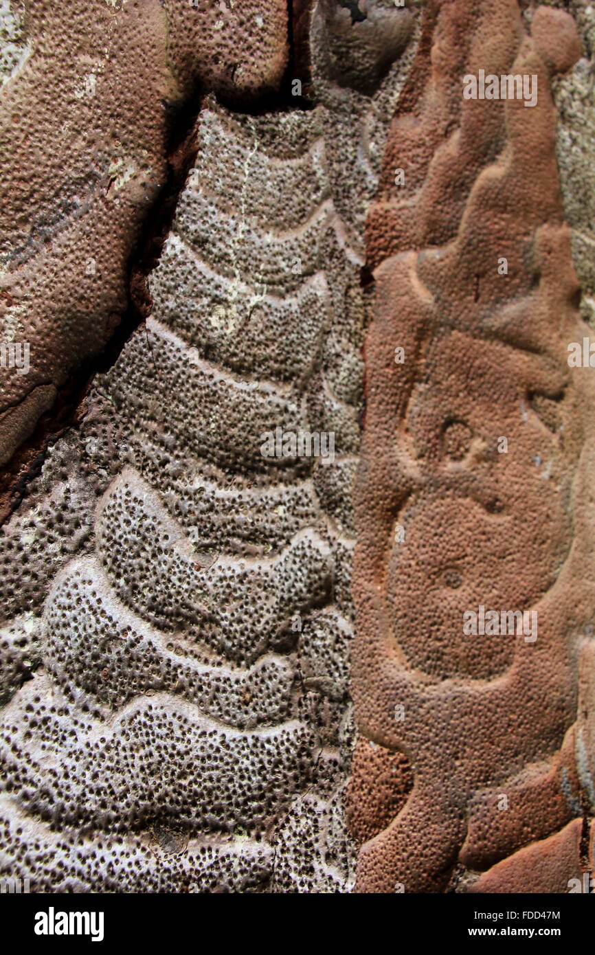 Kauri wood hi-res stock photography and images - Alamy