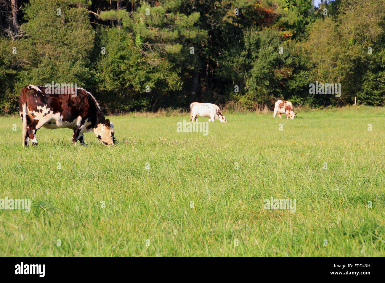 Happy cows on the field Stock Photo - Alamy