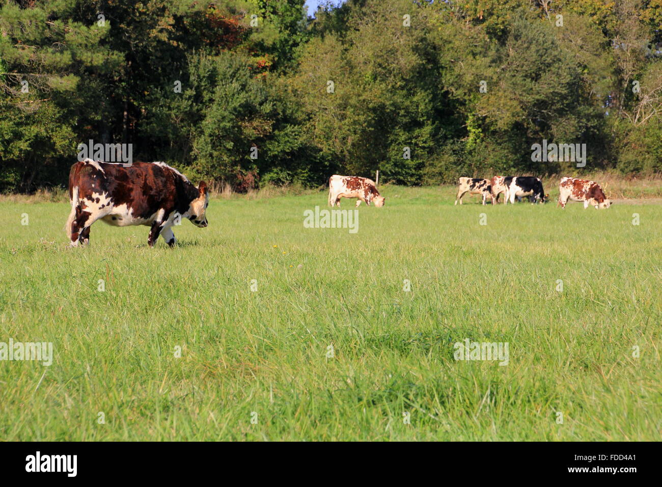Happy cows on the field Stock Photo - Alamy
