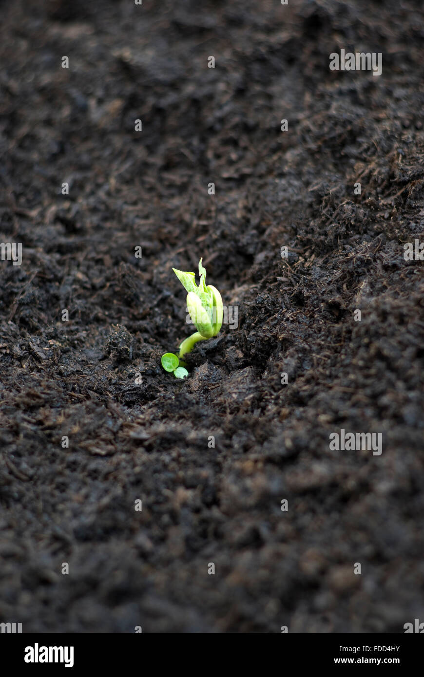 Green seedling germinating in hi-res stock photography and images - Alamy