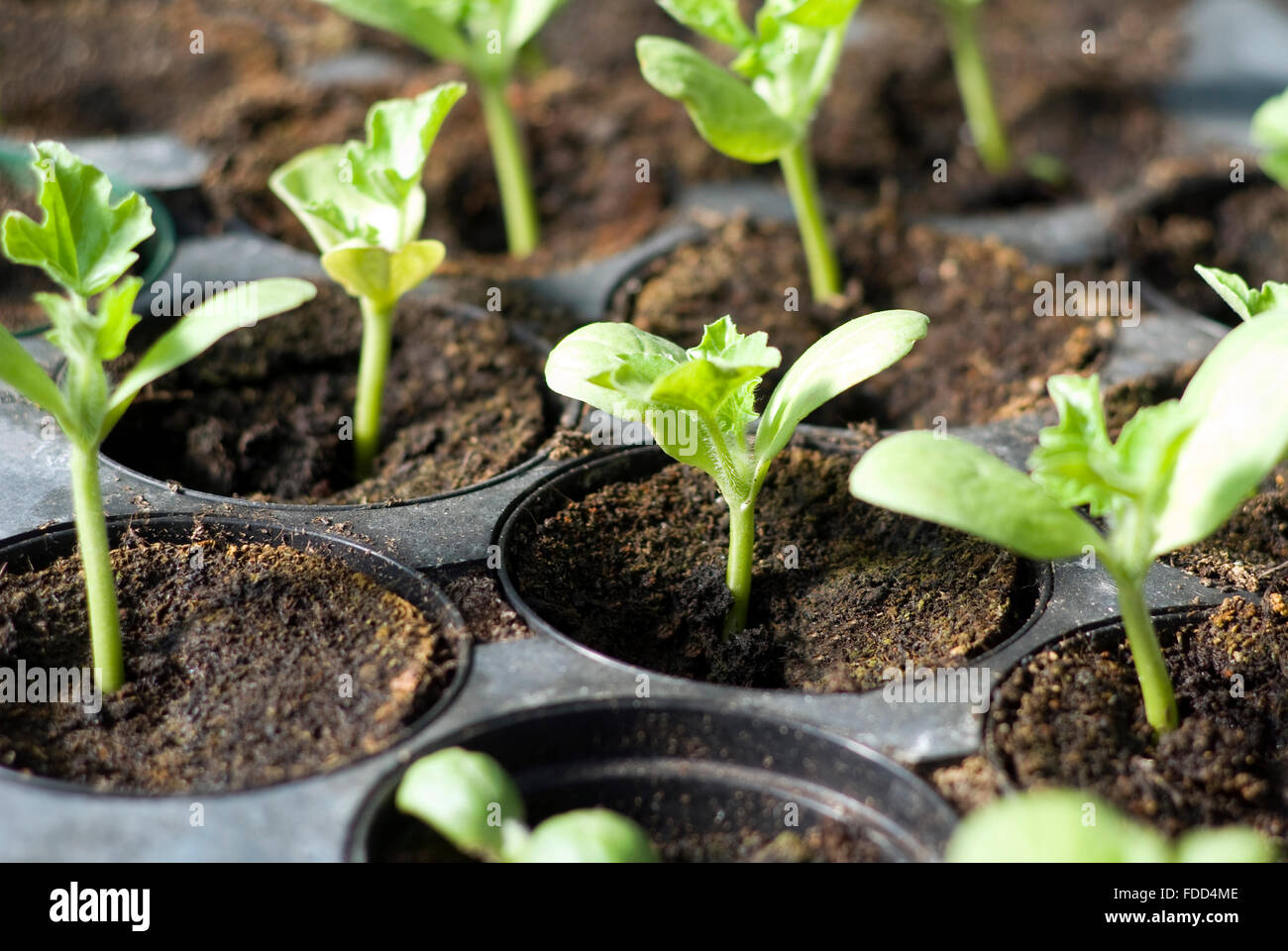 Organic vegetable seedlings Stock Photo - Alamy