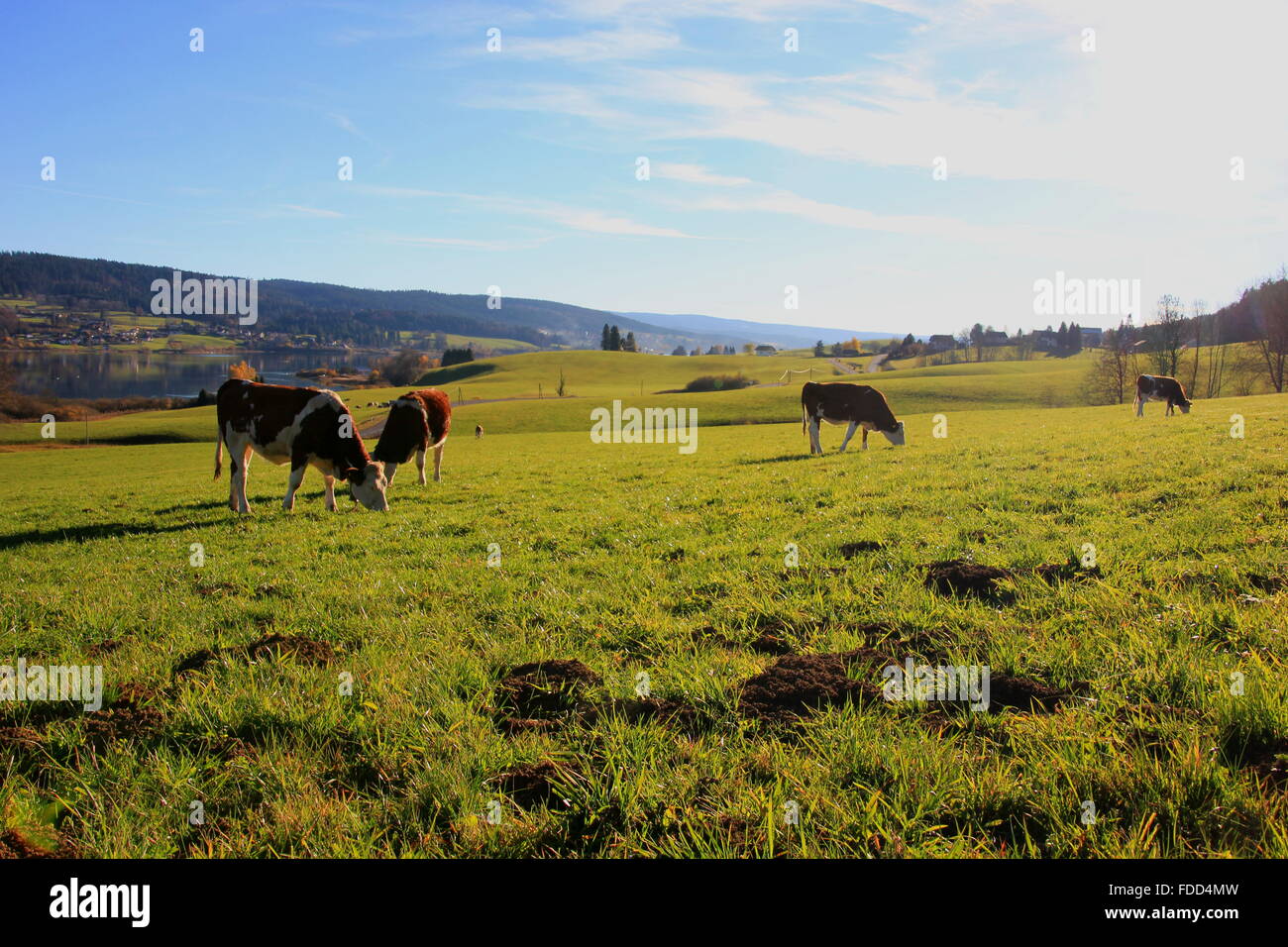 happy cows outside Stock Photo - Alamy