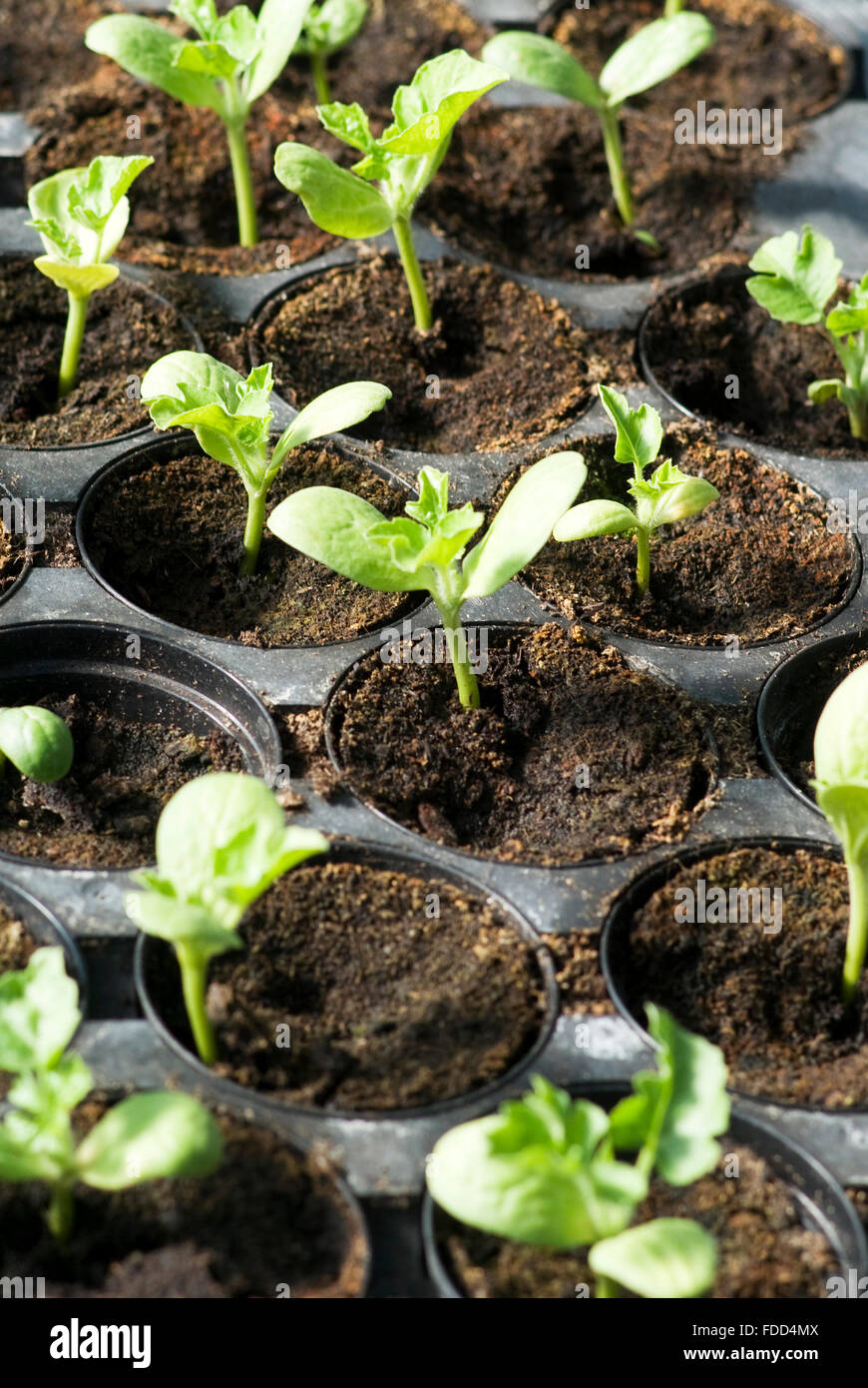 Organic vegetable seedlings Stock Photo - Alamy