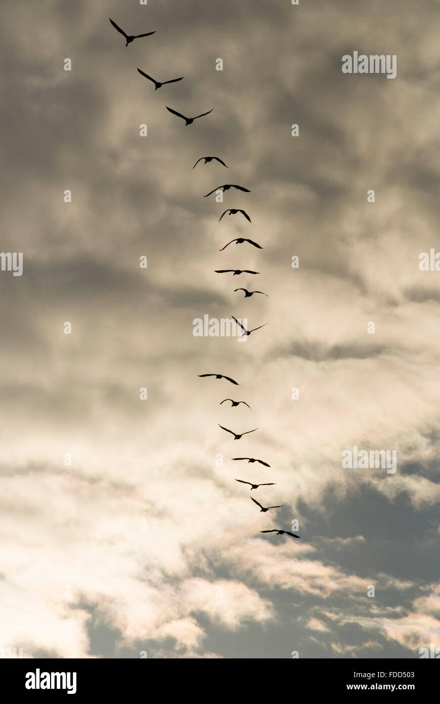 Graylag geese (Anser anser) flying in loose V formation Stock Photo - Alamy