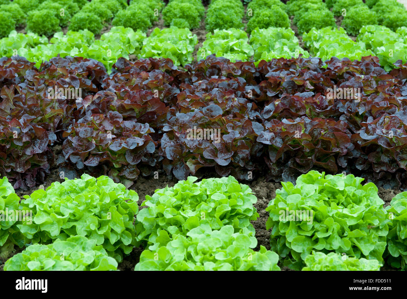 Lettuce (Lactuca sativa) in commercial cultivation, Rhineland ...