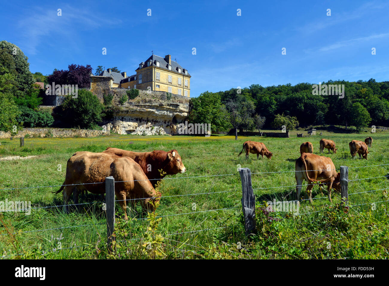 Aubrac cows hi-res stock photography and images - Alamy