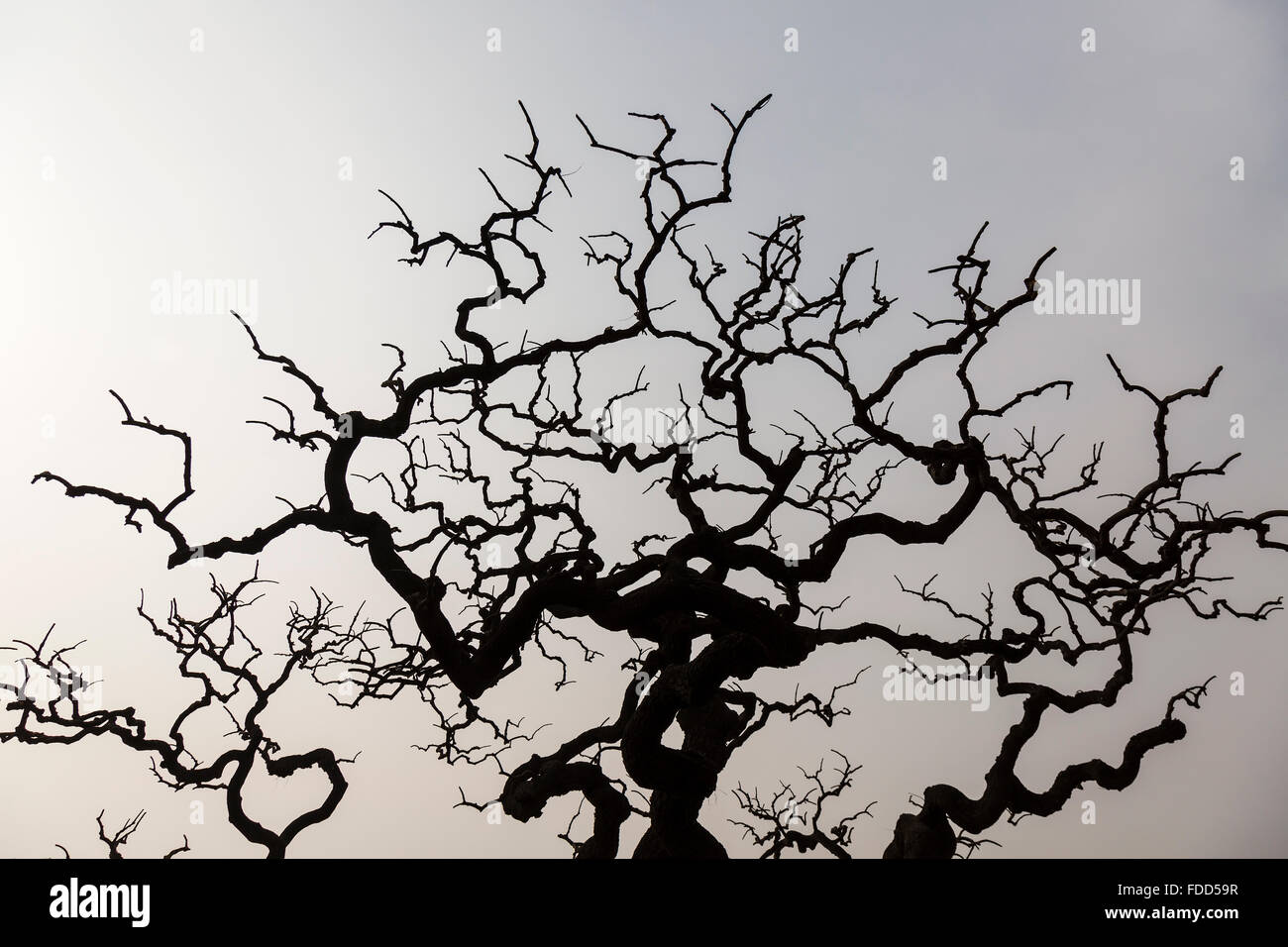 Tree with no leaves during a cold winter in Xi'an, China Stock Photo ...