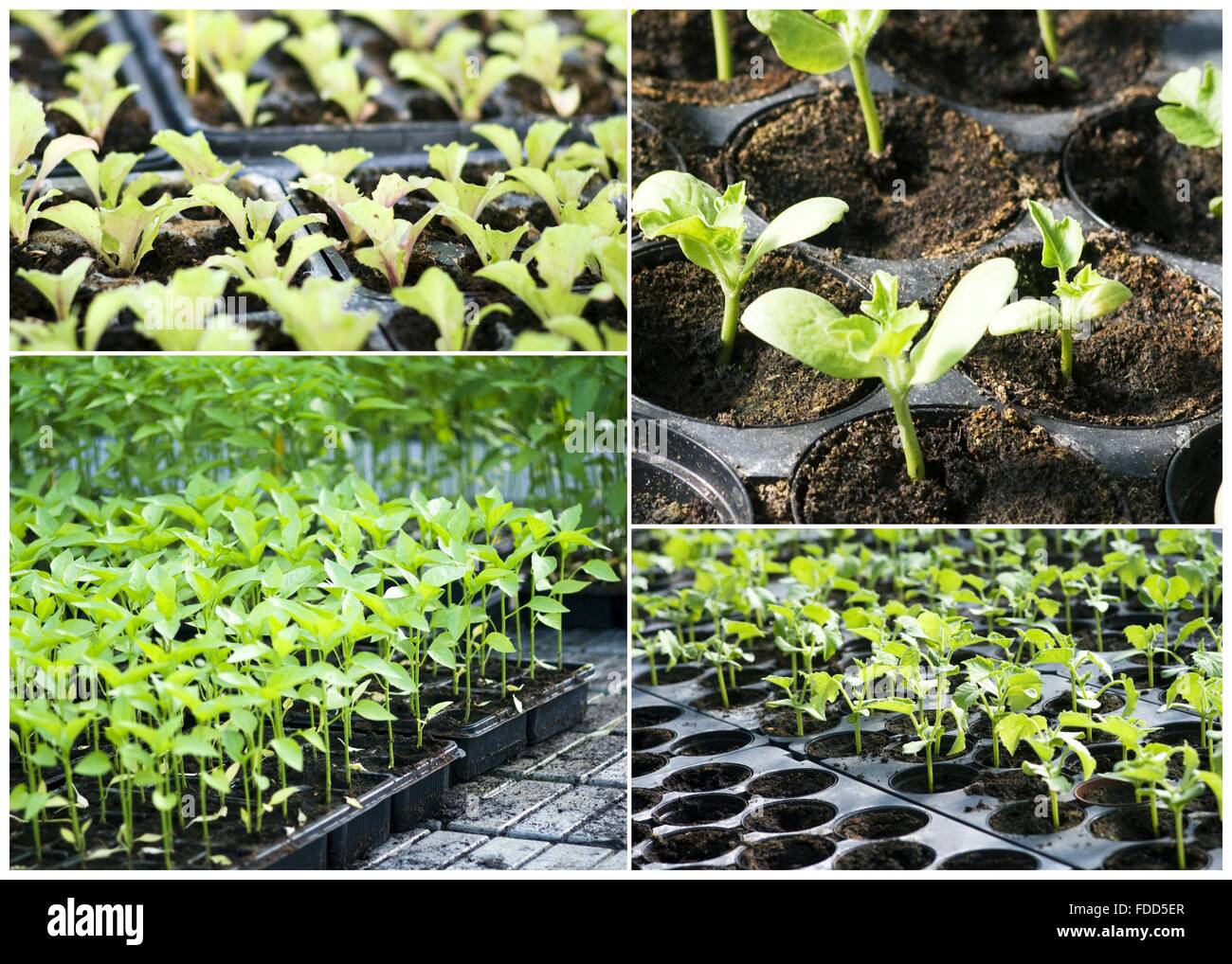 Organic vegetable seedlings Stock Photo - Alamy