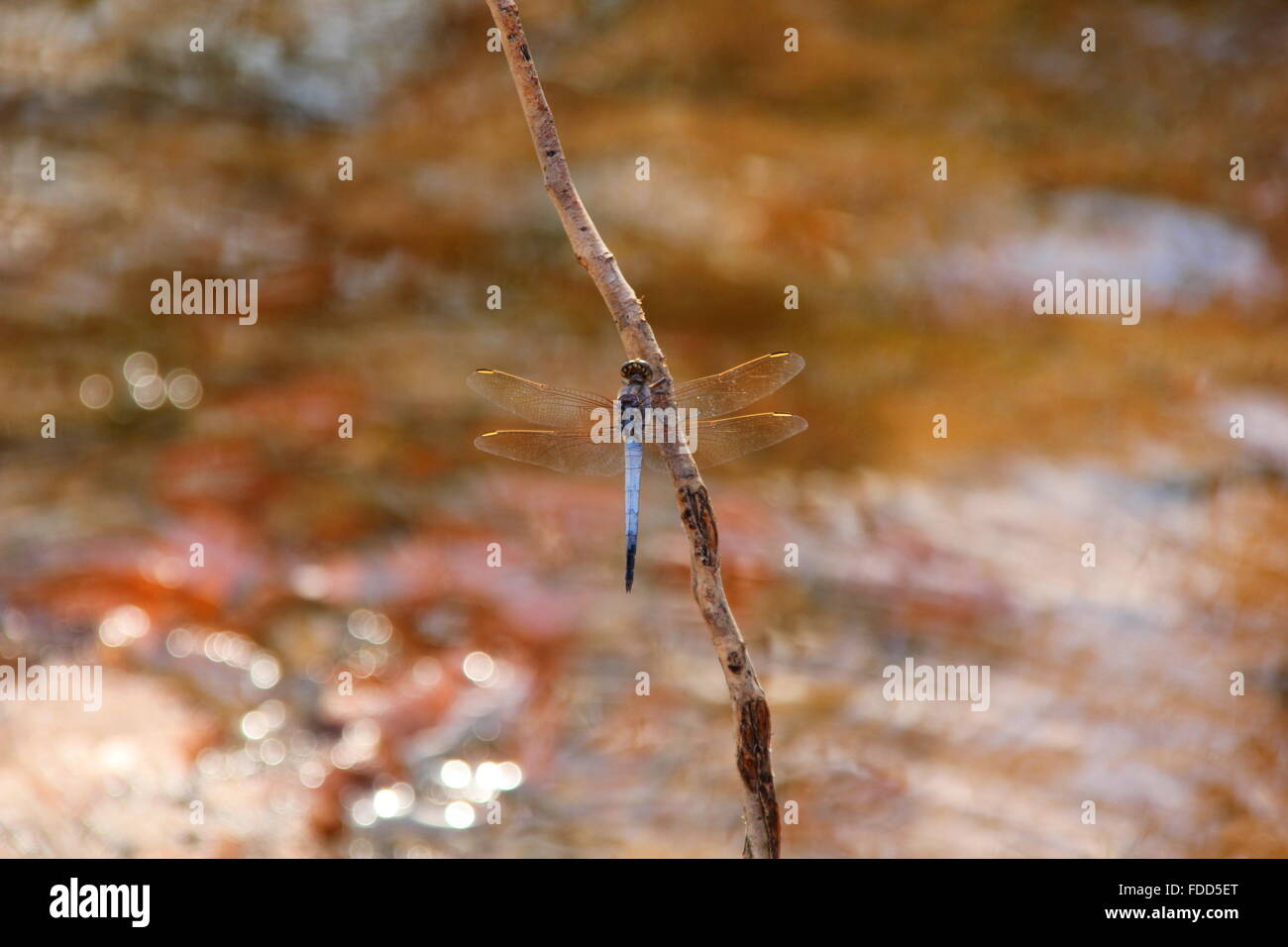 Helicopter insects hi-res stock photography and images - Alamy