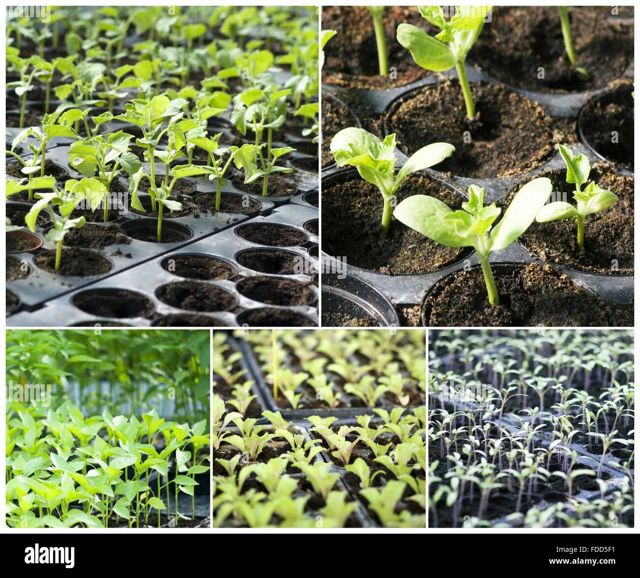 Organic vegetable seedlings Stock Photo - Alamy