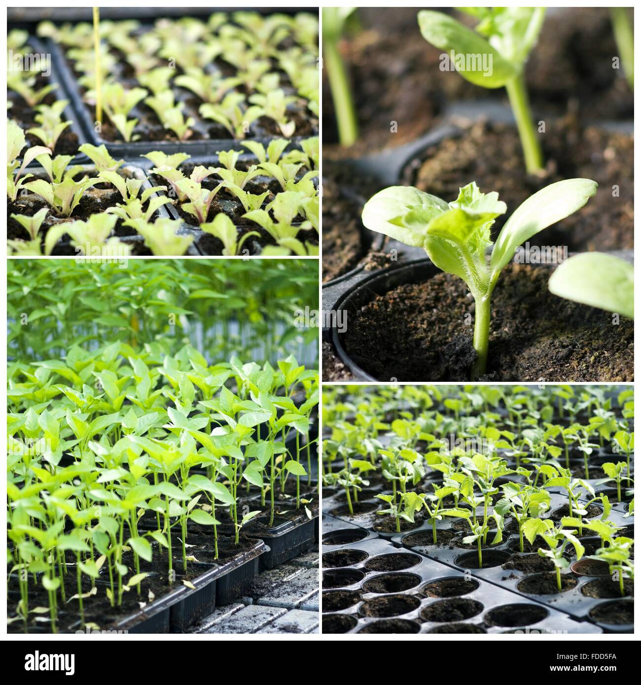 Organic vegetable seedlings Stock Photo - Alamy
