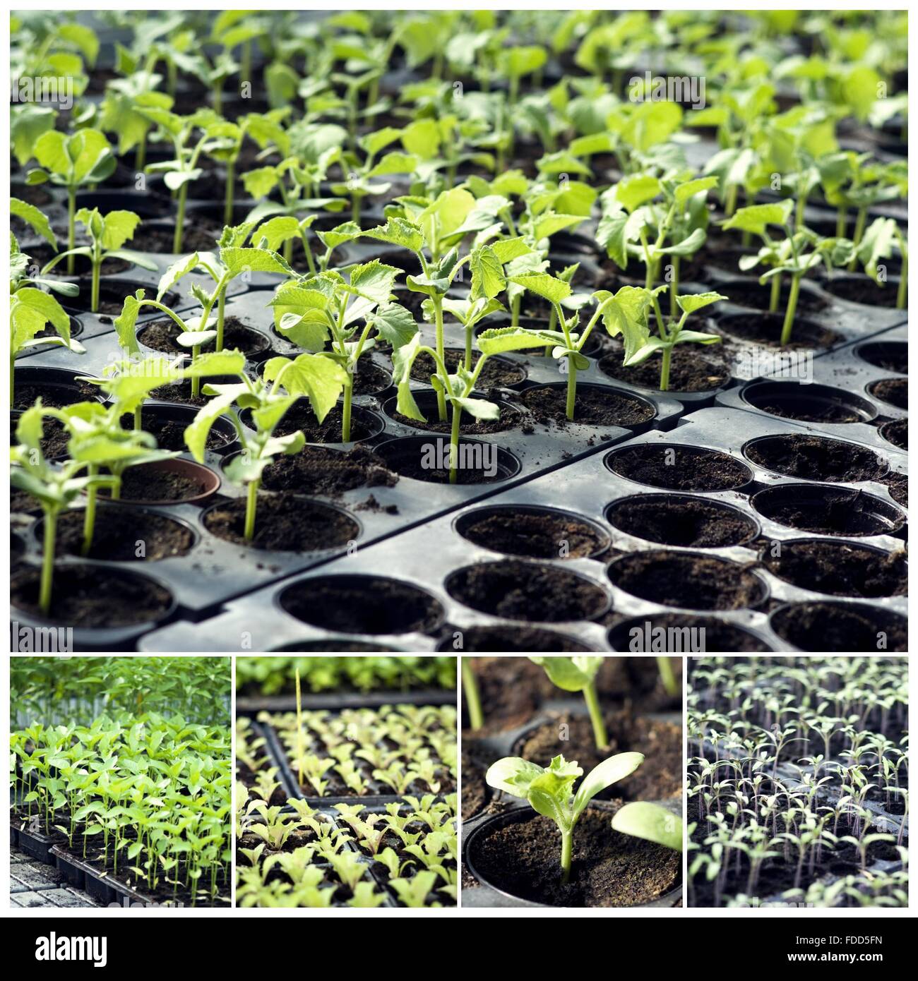 Organic vegetable seedlings Stock Photo - Alamy