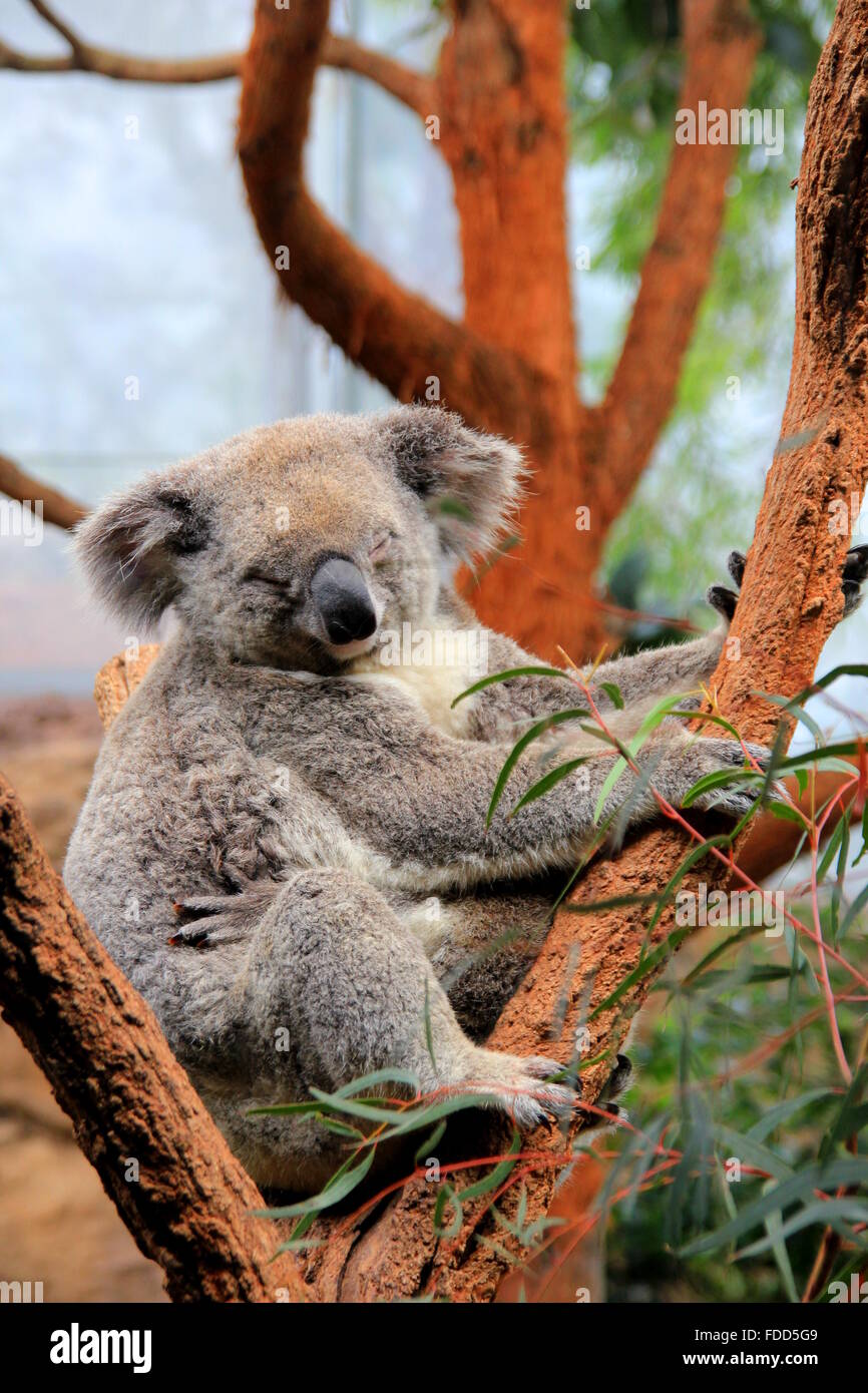 Koala pouch hi-res stock photography and images - Alamy
