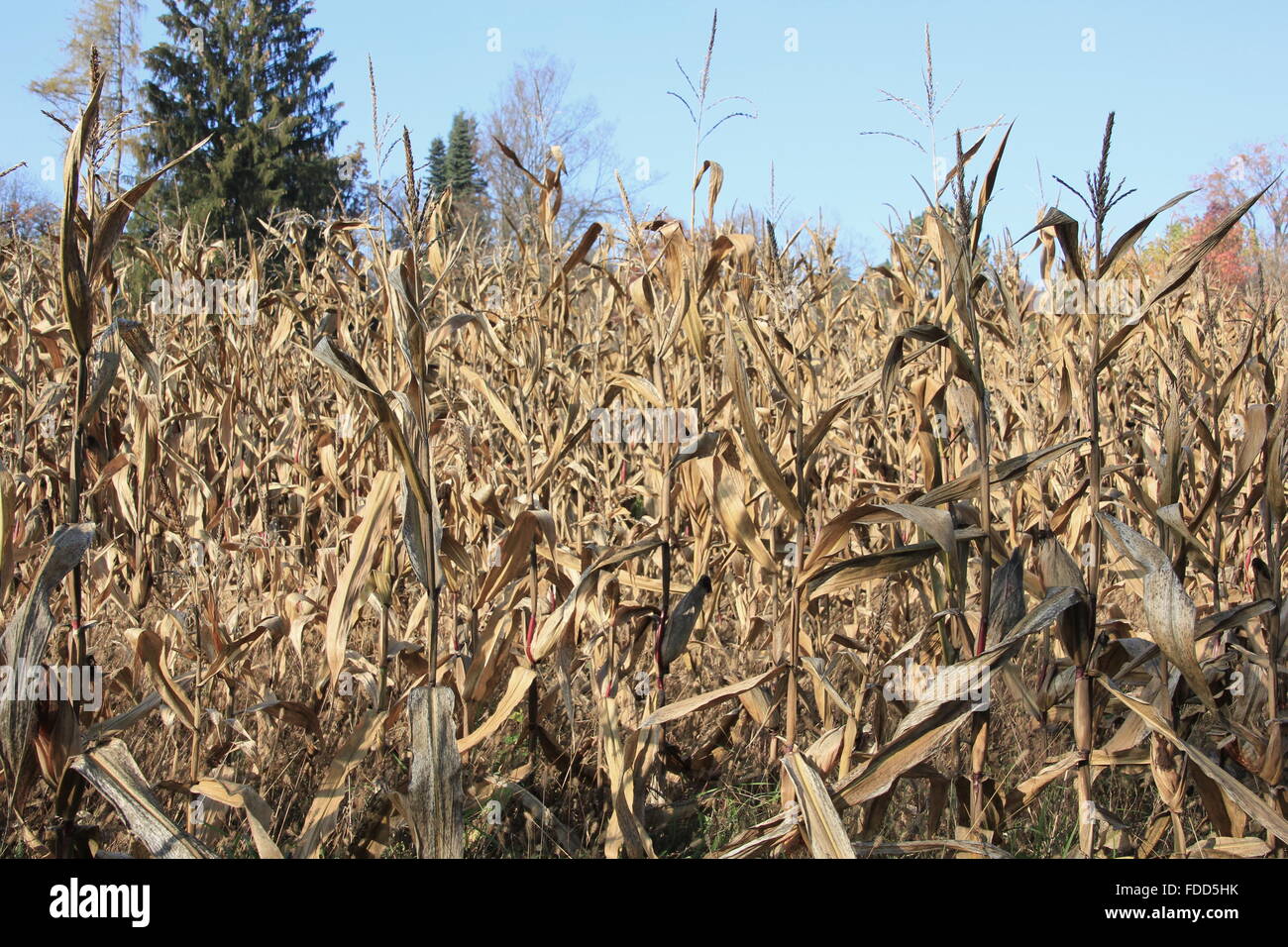 Corn plant damage hi-res stock photography and images - Alamy
