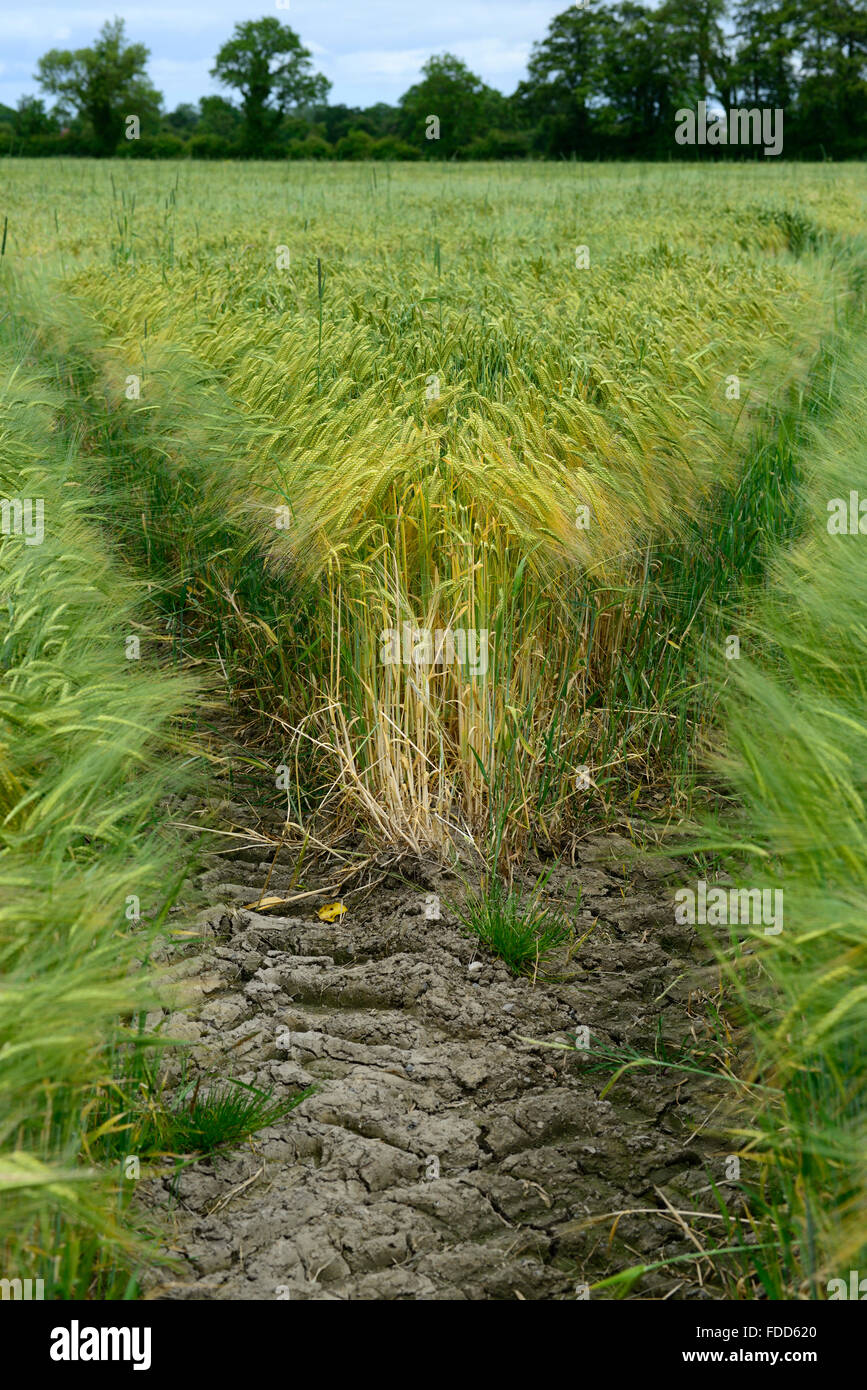 Diverging tracks hi-res stock photography and images - Alamy