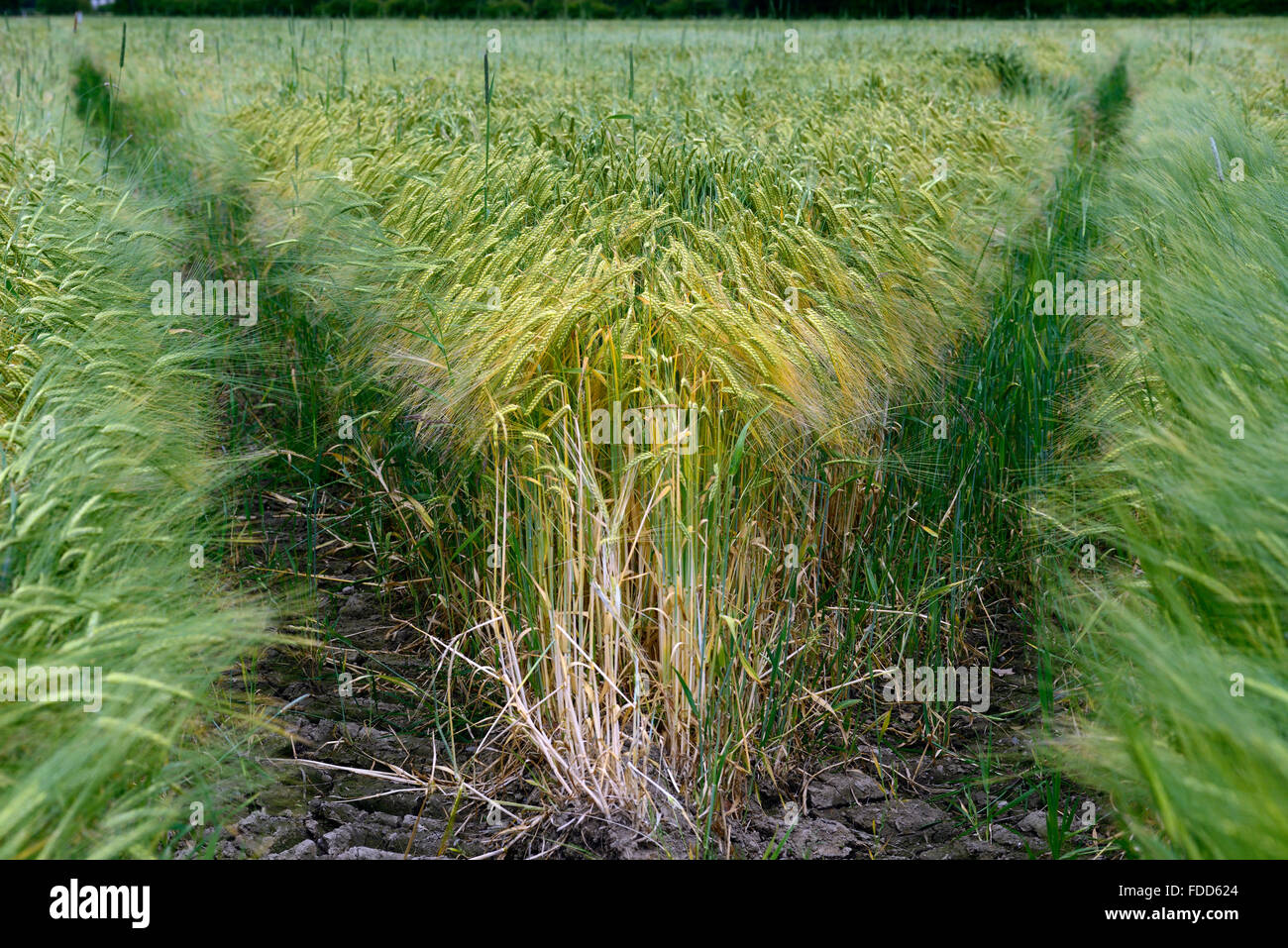 barley field tractor tyre track tracks diverging field fields farm ...