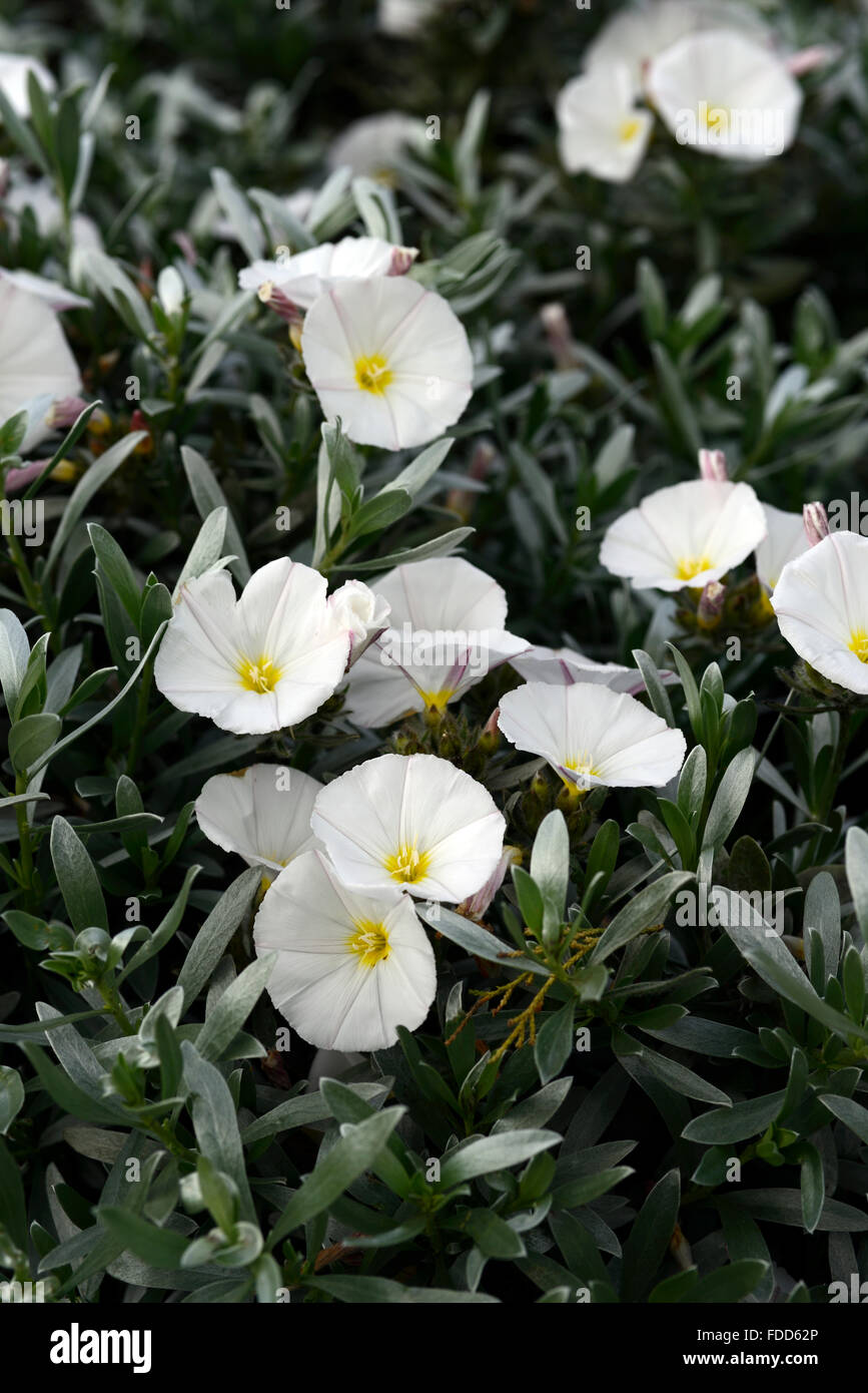 convolvulus cneorum white flower flowers ornamental bindweed silver ...