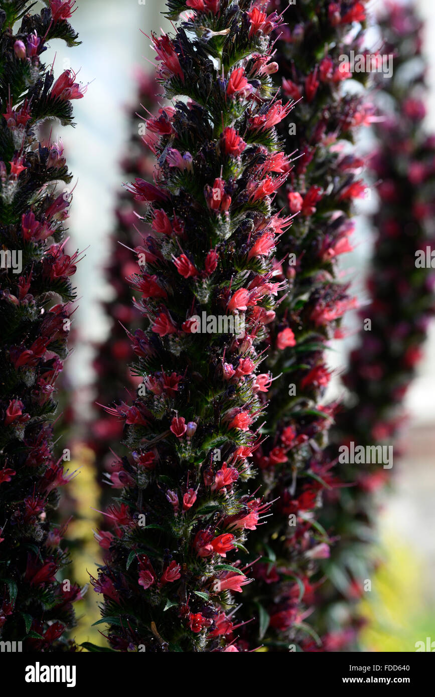 echium russicum Bugloss red flowers flowering spires flower RM Floral ...