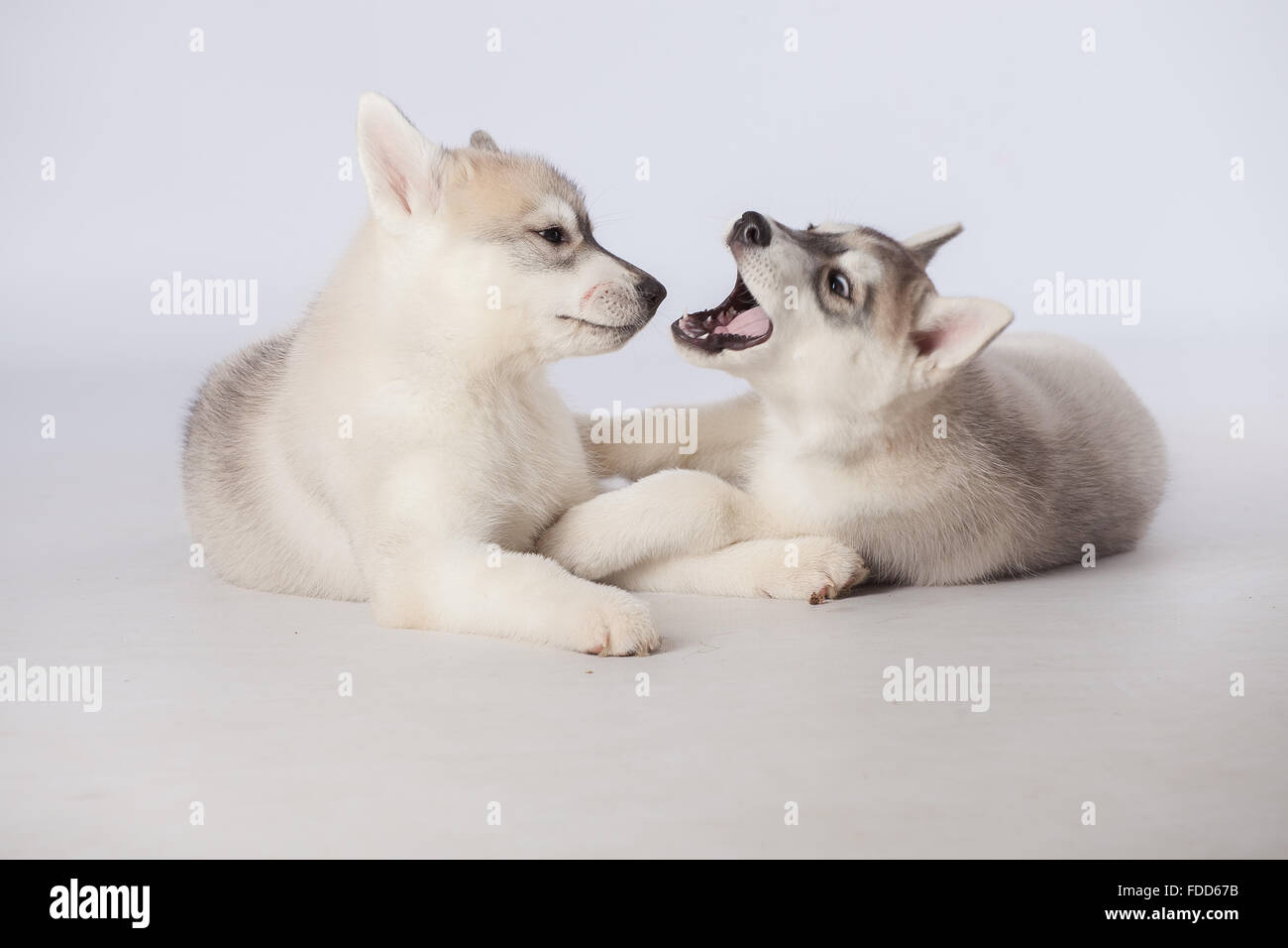 Cute fluffy Siberian Husky puppies in studio Stock Photo - Alamy