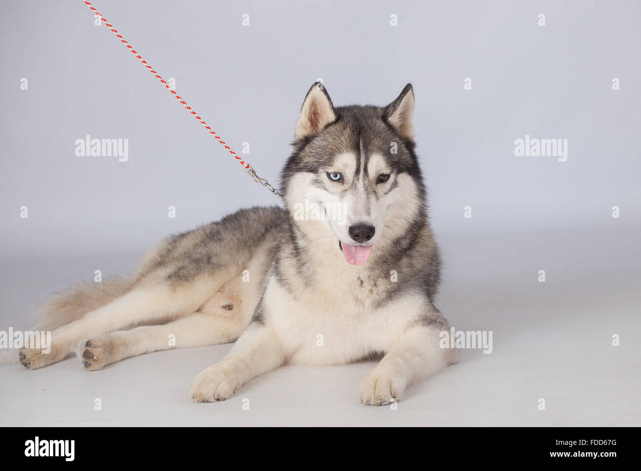 Cute fluffy Siberian Husky dog on leash in studio Stock Photo - Alamy
