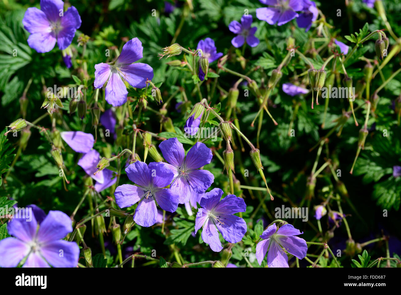 geranium himalayense gravetye blue flower flowers flowering geraniums ...
