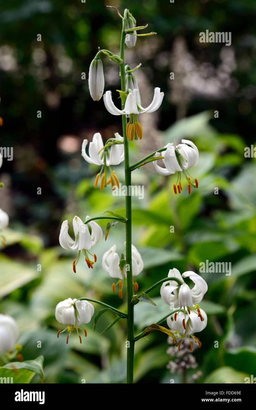 lilium martagon alba lily lilies white turk turks cap flower flowering ...