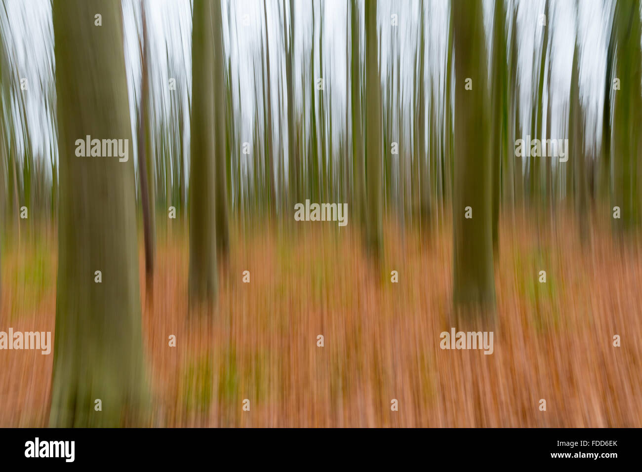 A conceptual photo using slow shutter speed of trees in a forest ...