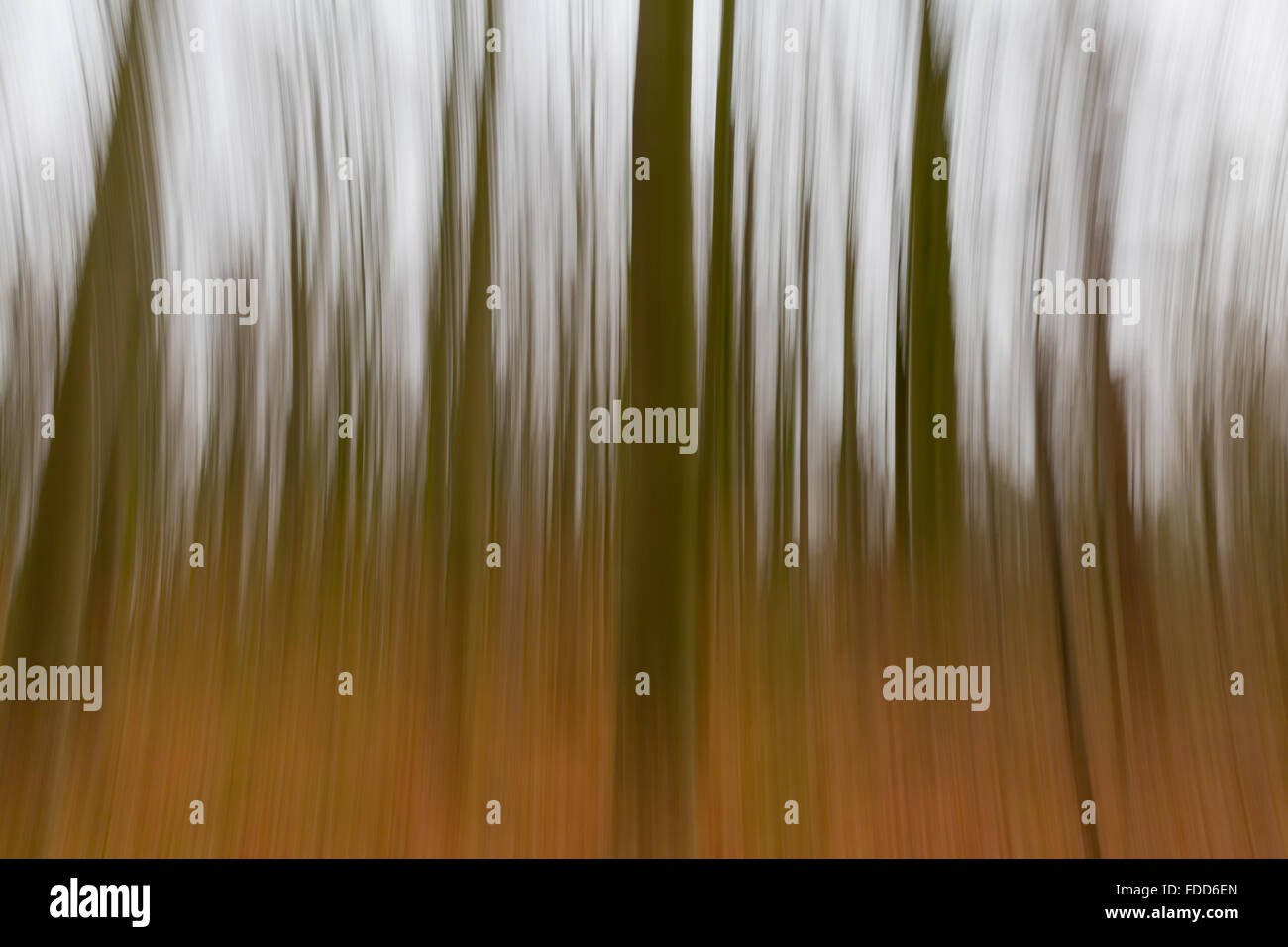 A conceptual photo using slow shutter speed of trees in a forest ...