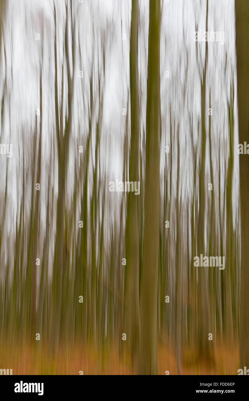 A conceptual photo using slow shutter speed of trees in a forest ...
