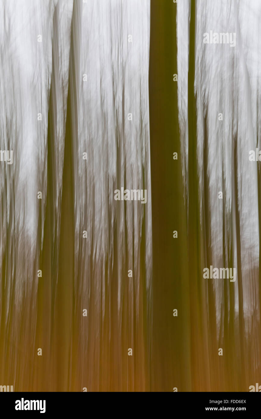 A conceptual photo using slow shutter speed of trees in a forest ...