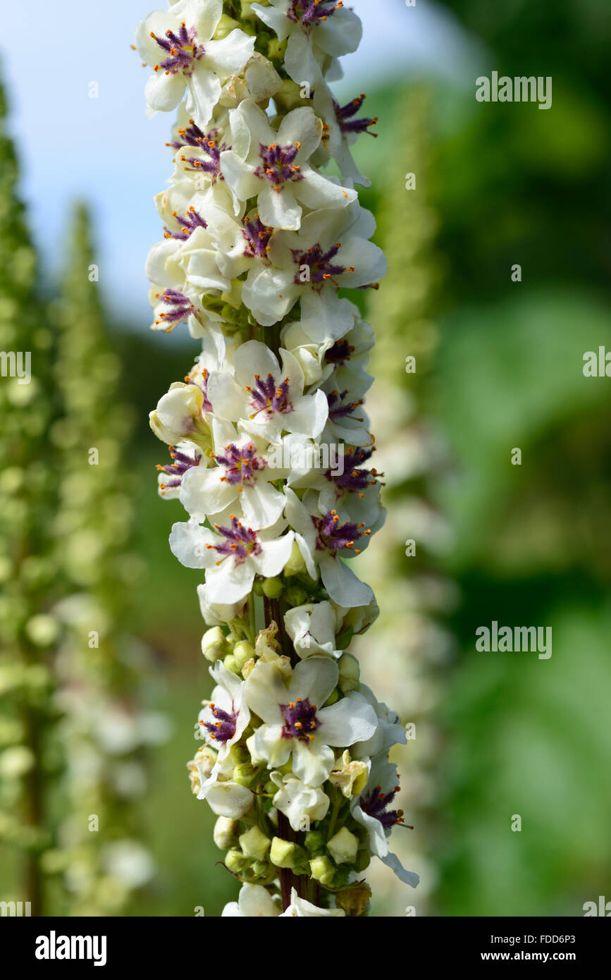 verbascum chaixii var album mullein white flowers flower mulleins ...