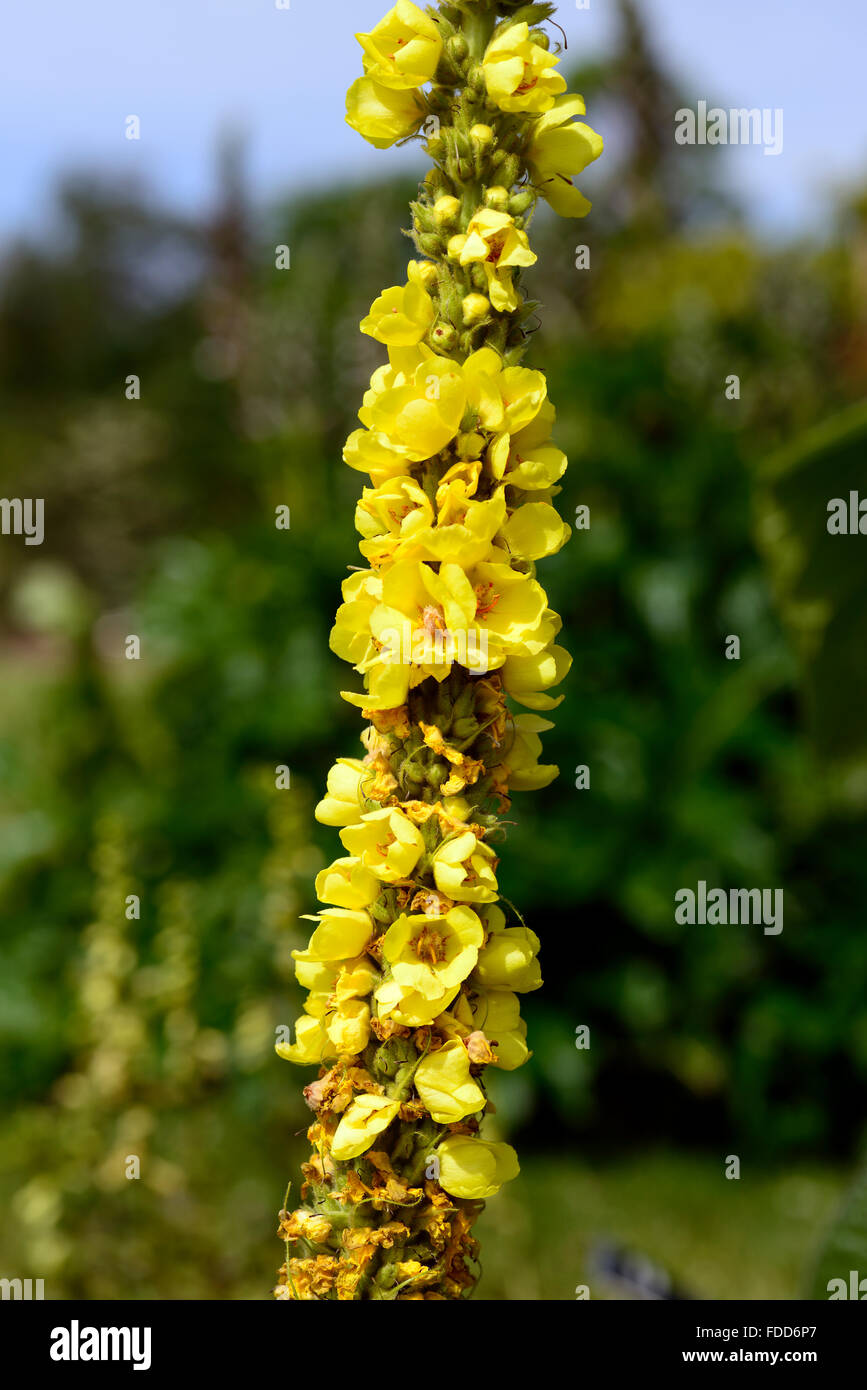 verbascum epixanthinum mullein yellow flowers flower mulleins perennial ...