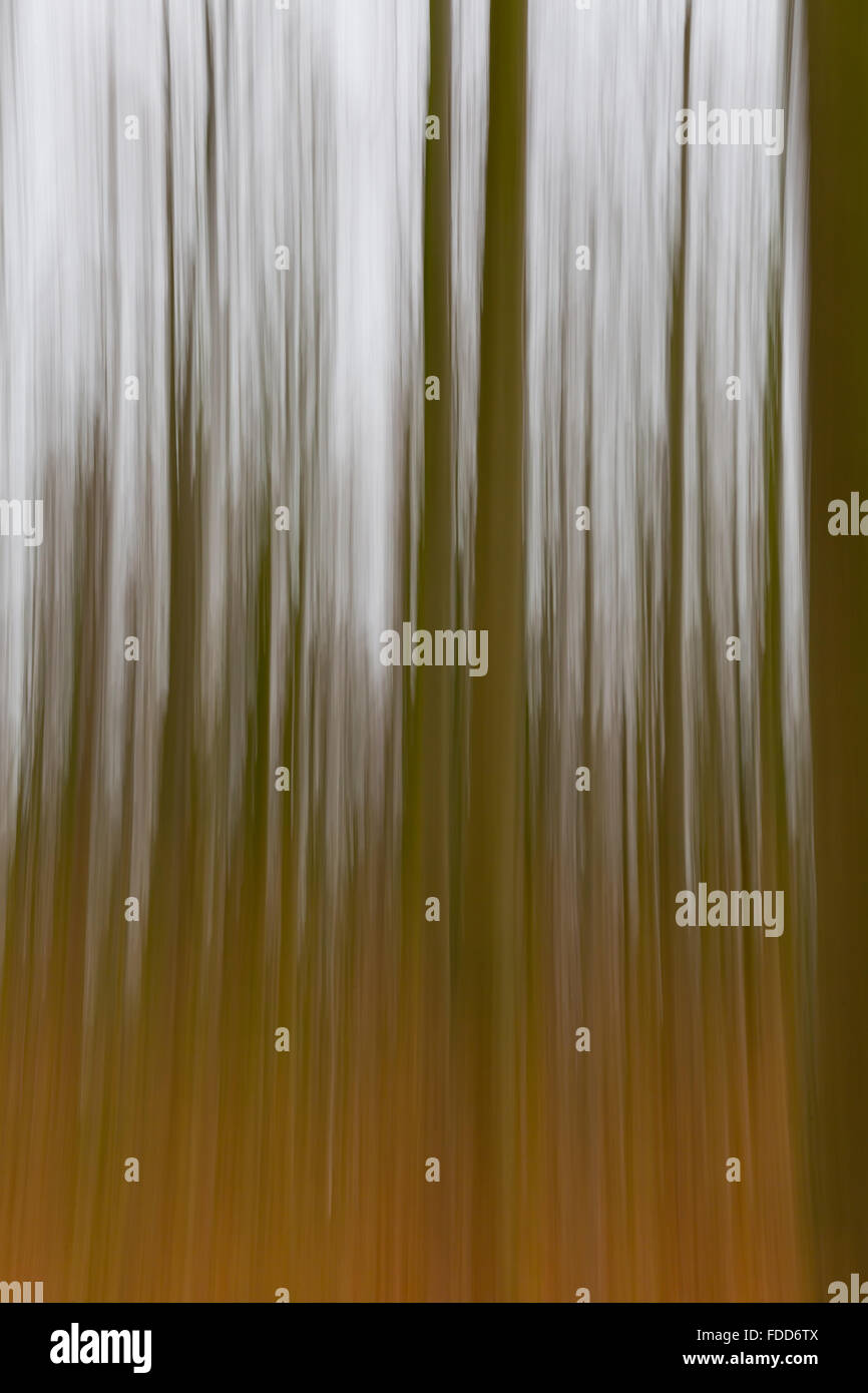 A conceptual photo using slow shutter speed of trees in a forest ...