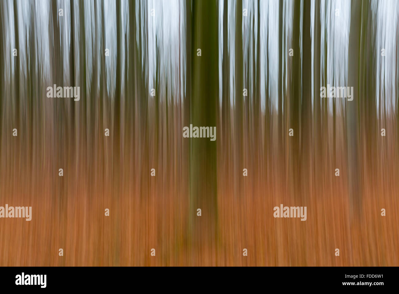 A conceptual photo using slow shutter speed of trees in a forest ...