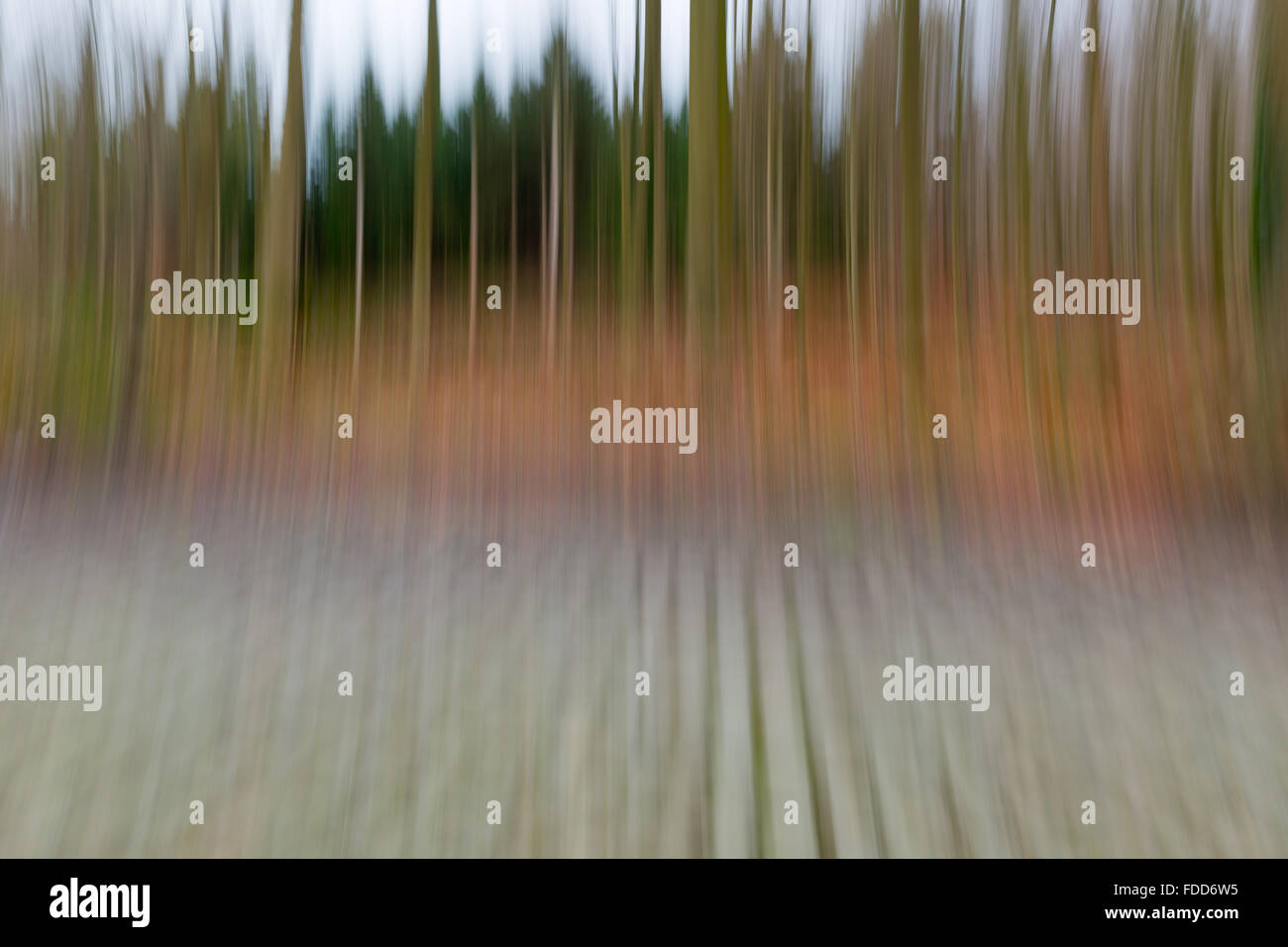 A conceptual photo using slow shutter speed of trees in a forest ...