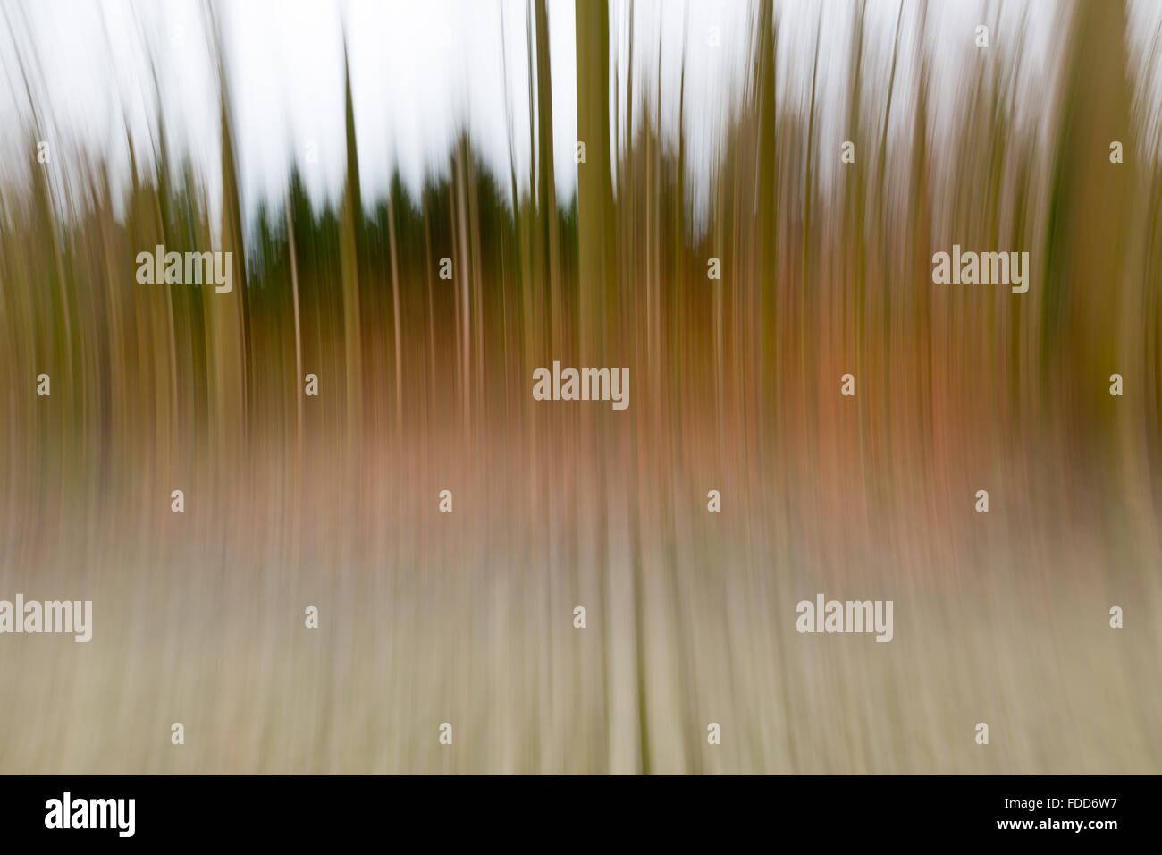 A conceptual photo using slow shutter speed of trees in a forest ...