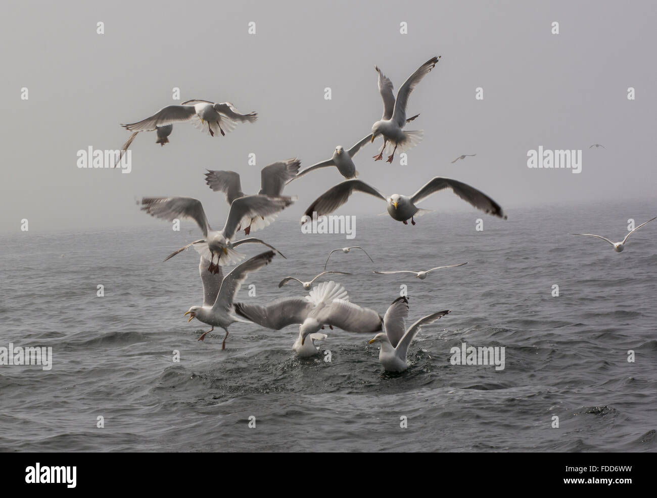 Common gulls and herring gulls diving for fish in the North Sea off the ...