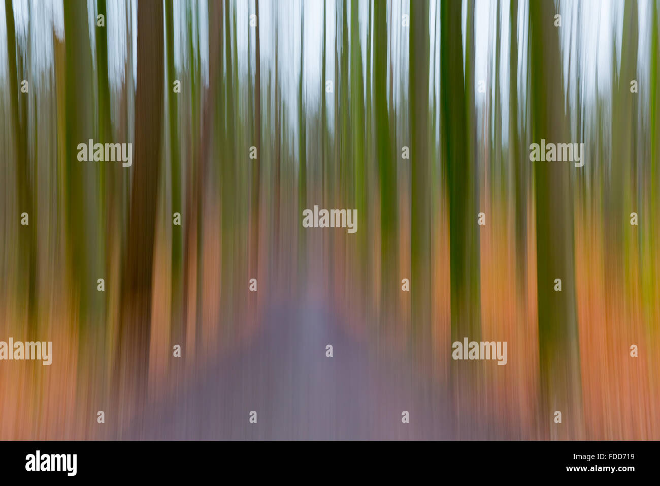 A conceptual photo using slow shutter speed of trees in a forest ...