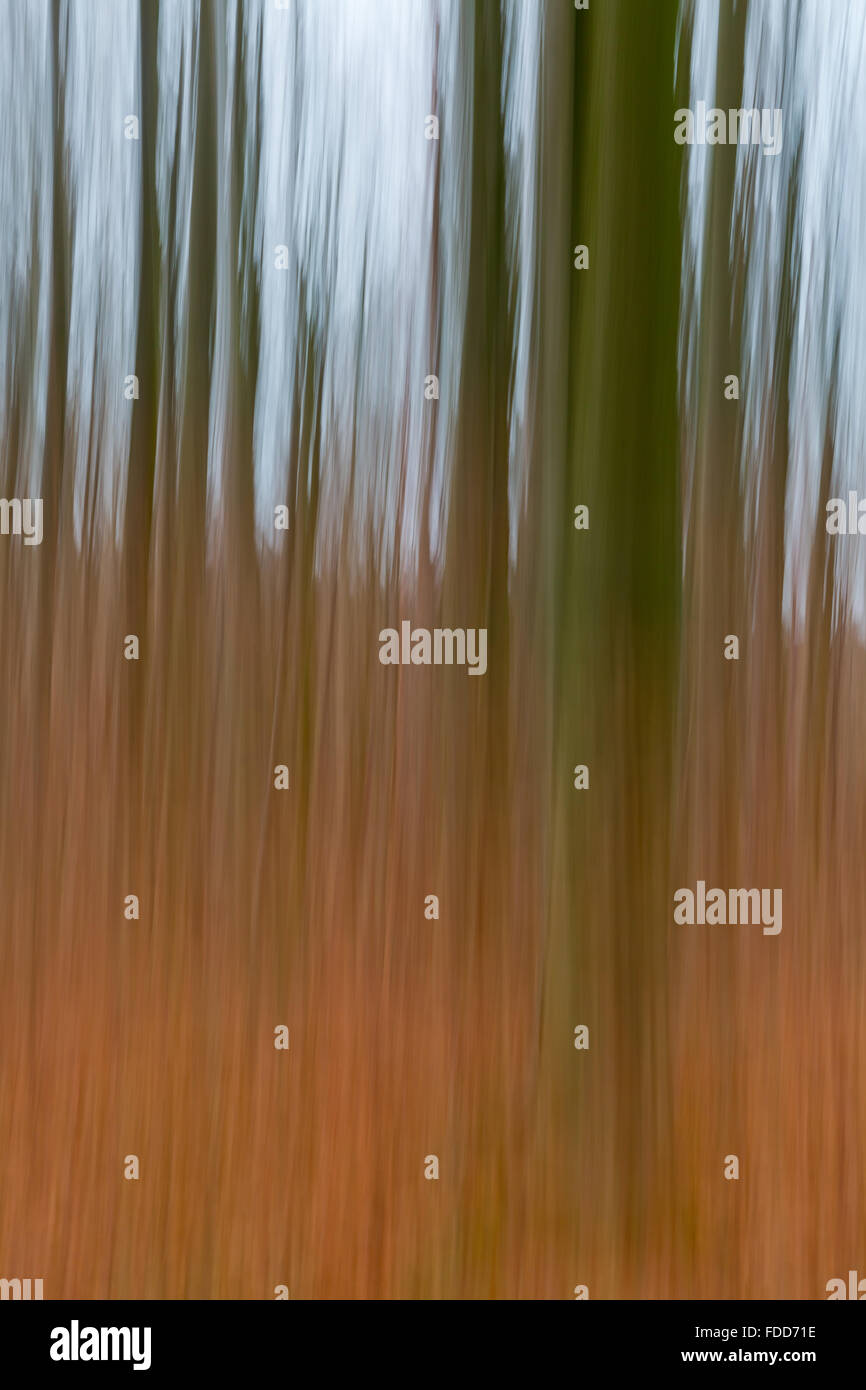 A conceptual photo using slow shutter speed of trees in a forest ...