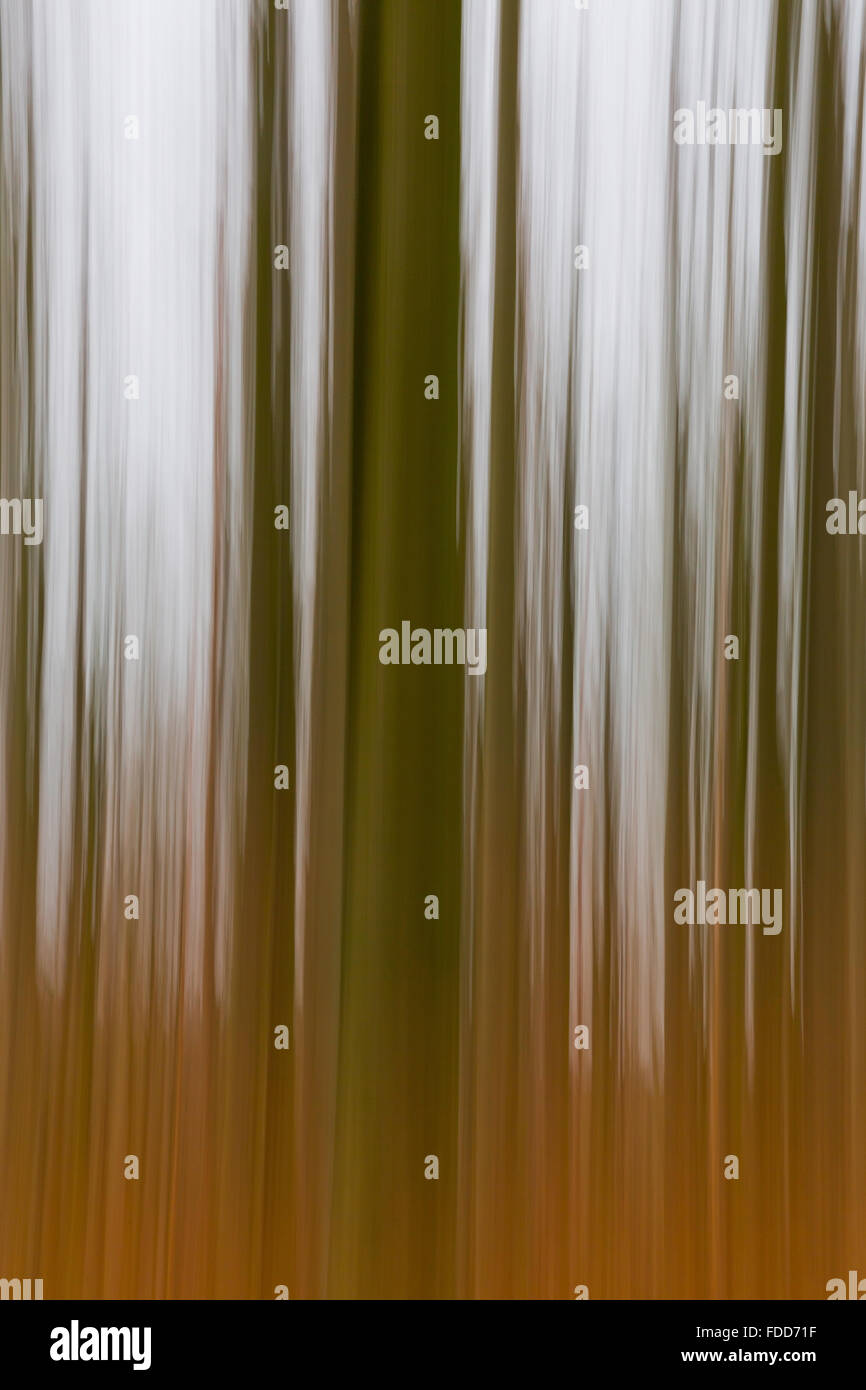 A conceptual photo using slow shutter speed of trees in a forest ...