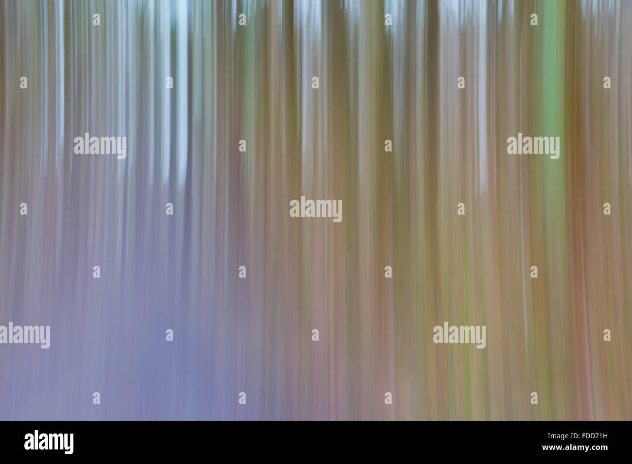 A conceptual photo using slow shutter speed of trees in a forest ...