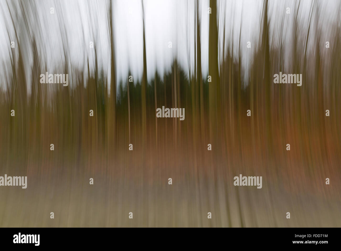 A conceptual photo using slow shutter speed of trees in a forest ...