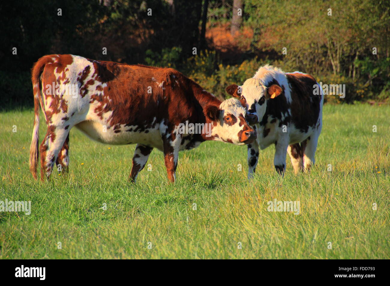 Happy cows hi-res stock photography and images - Alamy