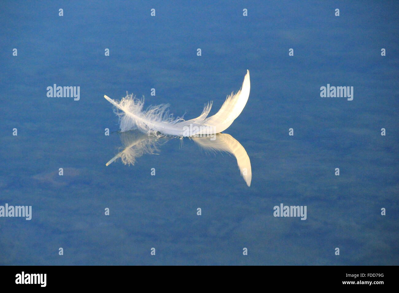 Perfect feather hi-res stock photography and images - Alamy