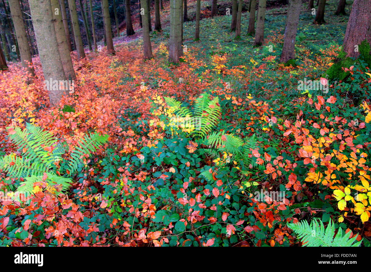 Autum magic hi-res stock photography and images - Alamy