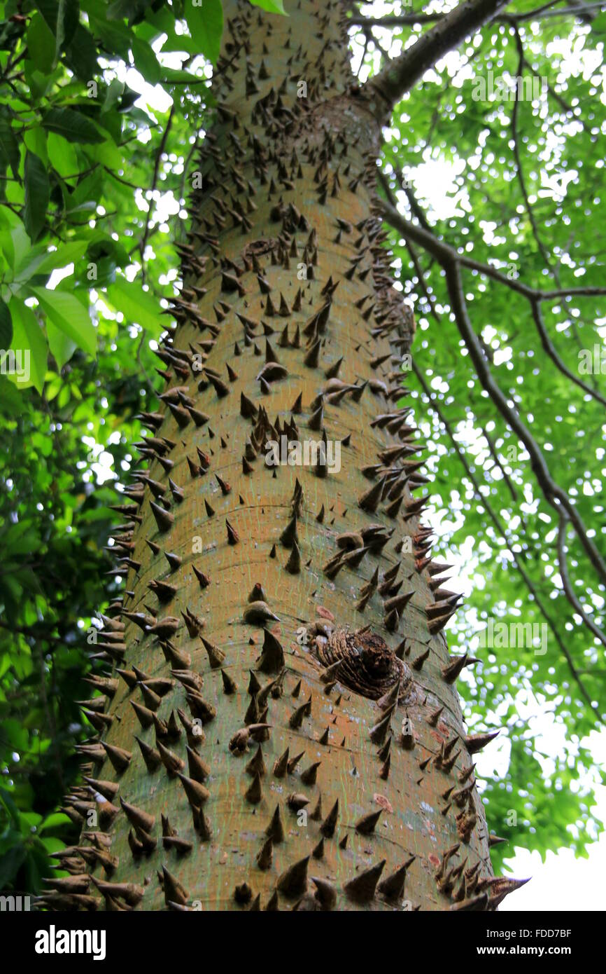 A Ceiba Speciosa in the rain forest Stock Photo - Alamy
