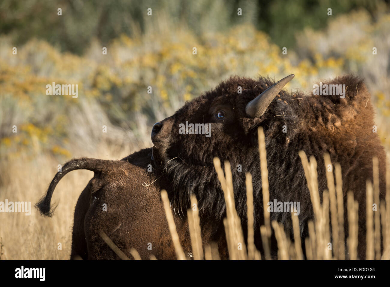 Bullbison hi-res stock photography and images - Alamy