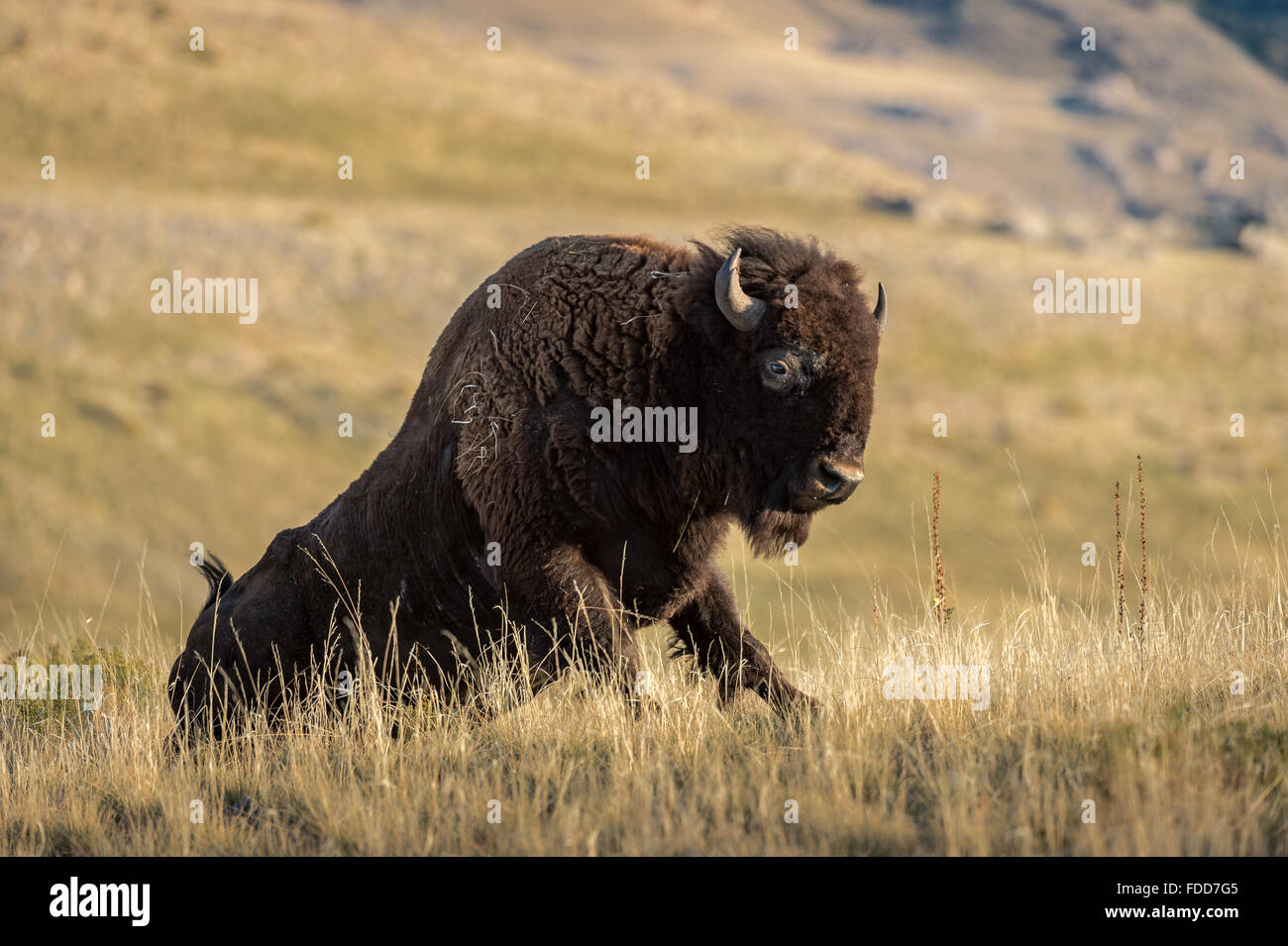 Bull bison hi-res stock photography and images - Alamy